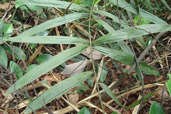 Daemonorops didymophylla - Palmpedia - Palm Grower's Guide