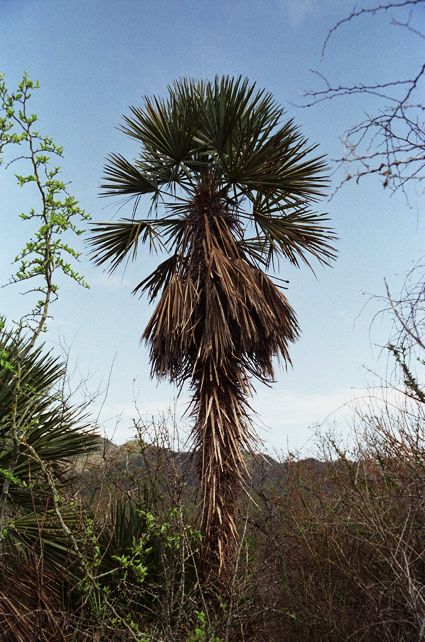 Trithrinax campestris - Palmpedia - Palm Grower's Guide