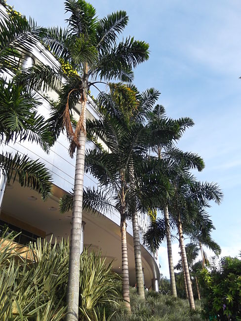 Syagrus sancona - Palmpedia - Palm Grower's Guide