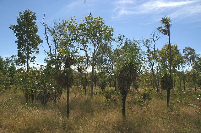 Livistona humilis - Palmpedia - Palm Grower's Guide