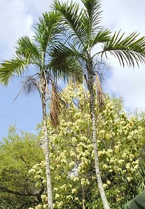 Gaussia attenuata - Palmpedia - Palm Grower's Guide