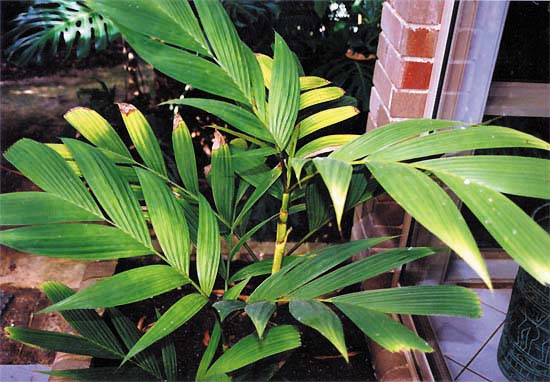 Pinanga baviensis - Palmpedia - Palm Grower's Guide
