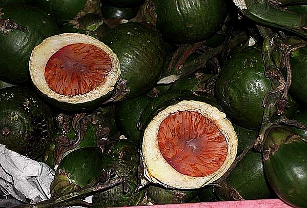 Areca catechu - Palmpedia - Palm Grower's Guide