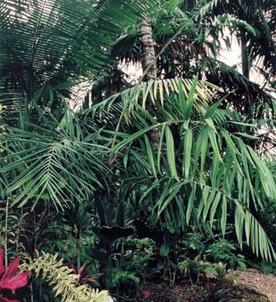 Dypsis rivularis - Palmpedia - Palm Grower's Guide