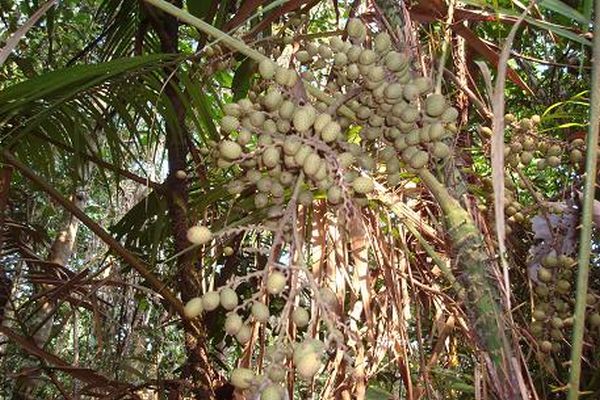Daemonorops hirsuta - Palmpedia - Palm Grower's Guide