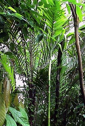 Areca concinna - Palmpedia - Palm Grower's Guide