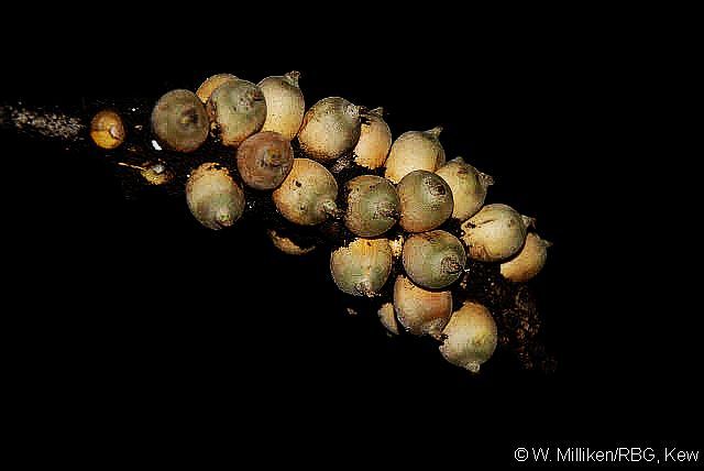 Astrocaryum gynacanthum - Palmpedia - Palm Grower's Guide