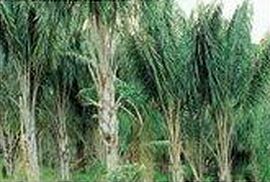 Attalea funifera - Palmpedia - Palm Grower's Guide