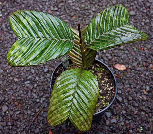 Pinanga veitchii - Palmpedia - Palm Grower's Guide