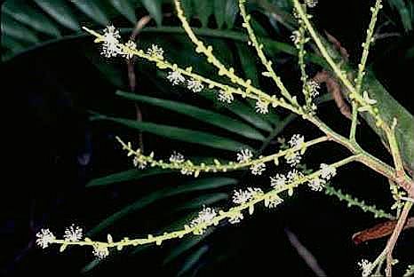 Ptychosperma bleeseri - Palmpedia - Palm Grower's Guide