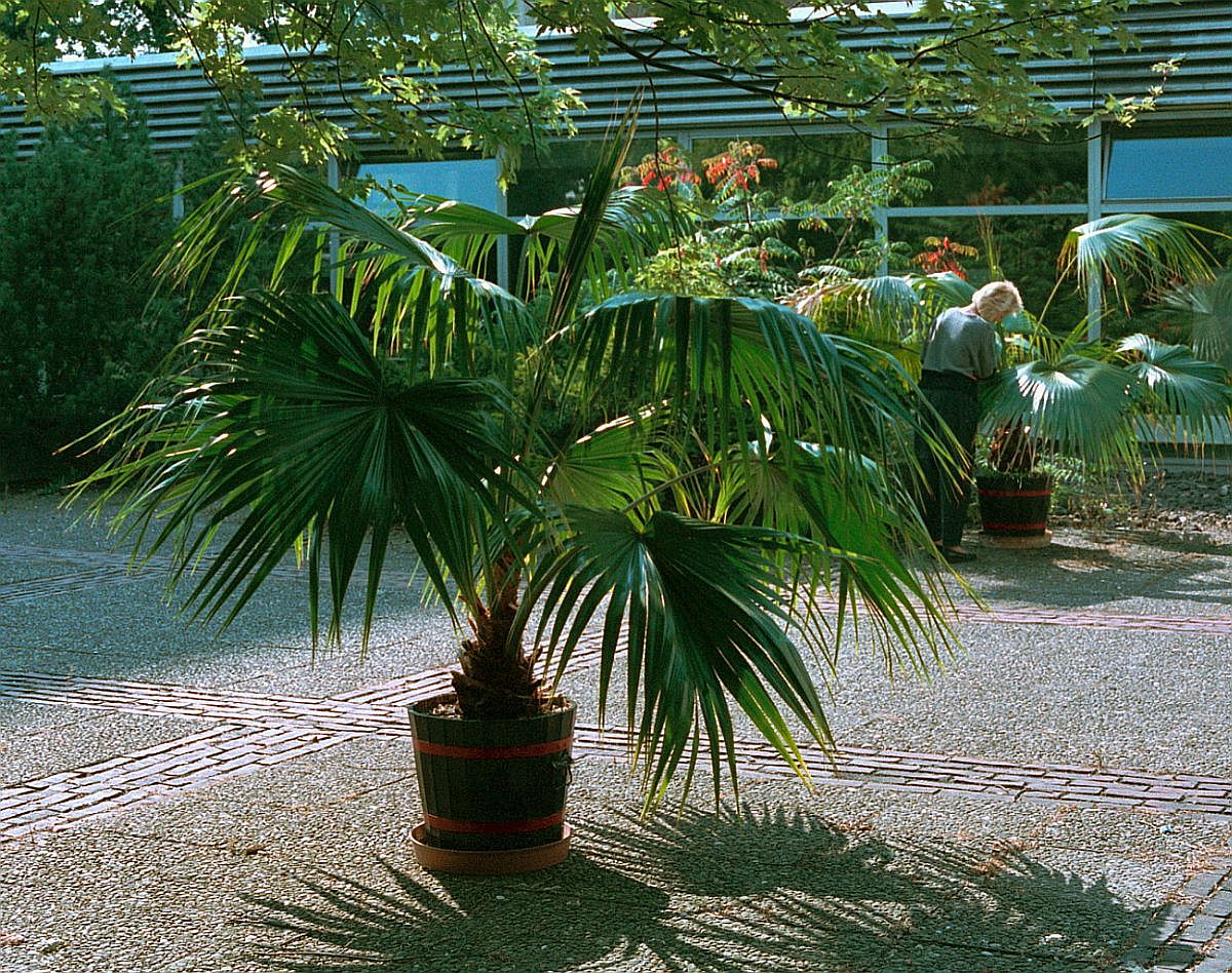 File:78211978.jpg - Palmpedia - Palm Grower's Guide
