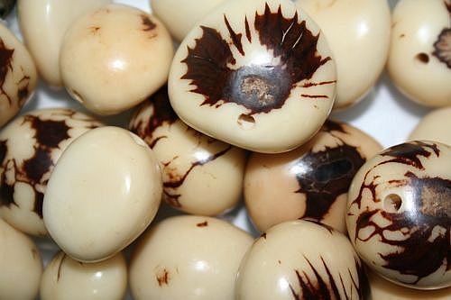 Phytelephas macrocarpa - Palmpedia - Palm Grower's Guide