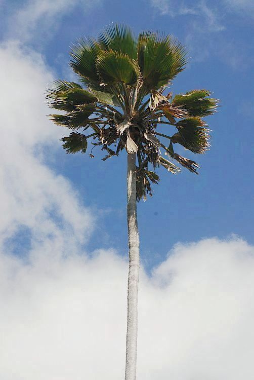 Pritchardia beccariana - Palmpedia - Palm Grower's Guide