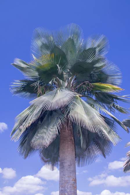 Copernicia fallaensis - Palmpedia - Palm Grower's Guide