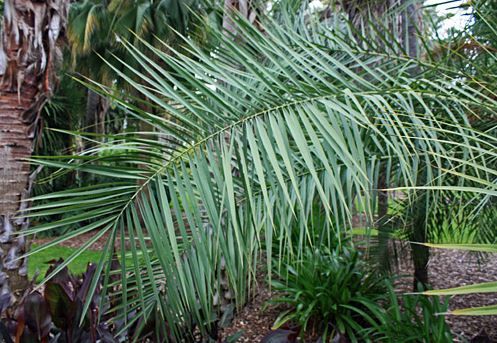 Phoenix pusilla - Palmpedia - Palm Grower's Guide