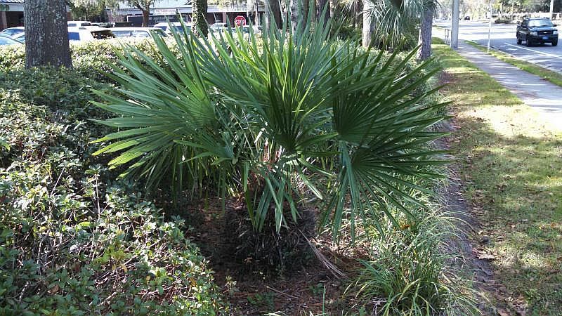 Rhapidophyllum hystrix - Palmpedia - Palm Grower's Guide