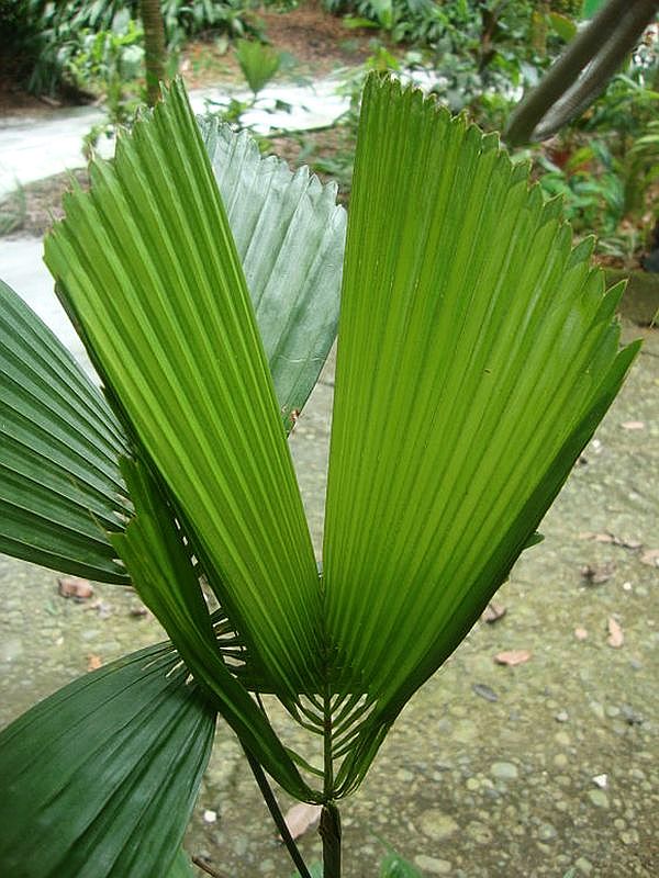 Reinhardtia gracilis - Palmpedia - Palm Grower's Guide