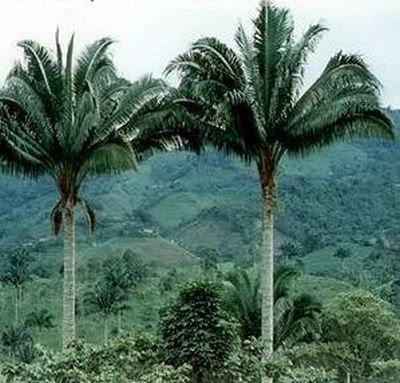 Attalea colenda - Palmpedia - Palm Grower's Guide