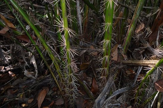 Eleiodoxa conferta - Palmpedia - Palm Grower's Guide