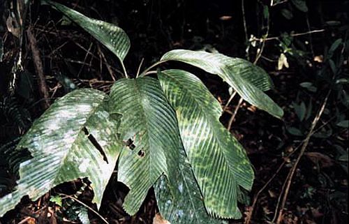 Pinanga aristata - Palmpedia - Palm Grower's Guide