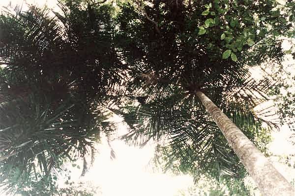 Ravenea julietiae - Palmpedia - Palm Grower's Guide