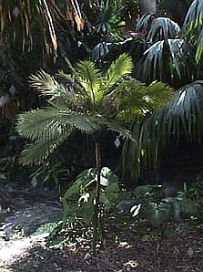 Ravenea hildebrandtii - Palmpedia - Palm Grower's Guide