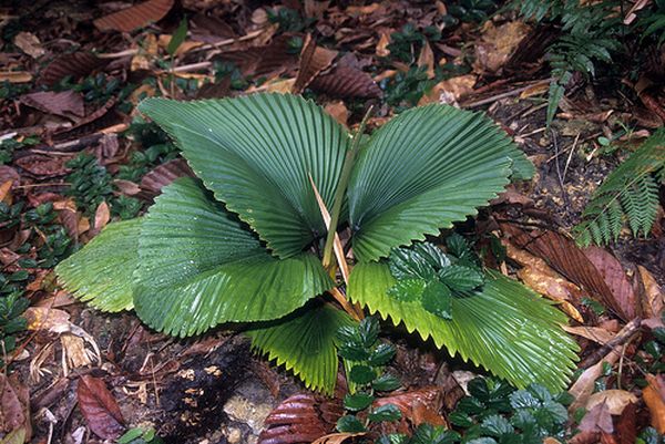 Licuala orbicularis - Palmpedia - Palm Grower's Guide