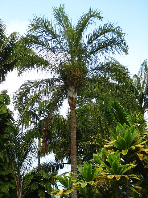 Chrysalidocarpus madagascariensis - Palmpedia - Palm Grower's Guide