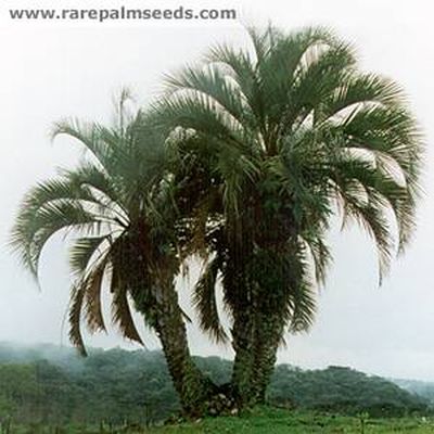 Butia eriospatha - Palmpedia - Palm Grower's Guide