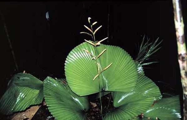 Licuala orbicularis - Palmpedia - Palm Grower's Guide