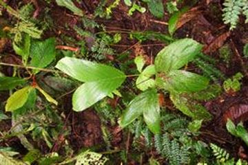 Balaka macrocarpa - Palmpedia - Palm Grower's Guide