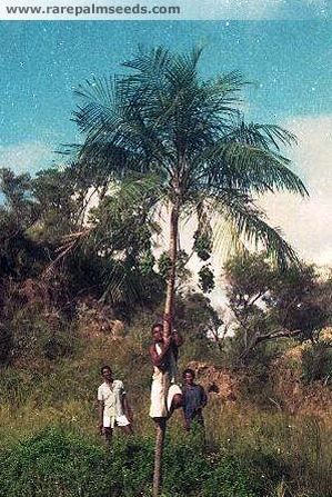 Ravenea glauca - Palmpedia - Palm Grower's Guide