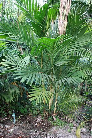 Pinanga patula - Palmpedia - Palm Grower's Guide