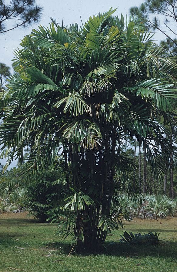 Ptychosperma propinquum - Palmpedia - Palm Grower's Guide