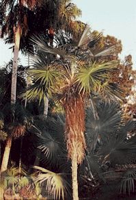 Coccothrinax miraguama - Palmpedia - Palm Grower's Guide