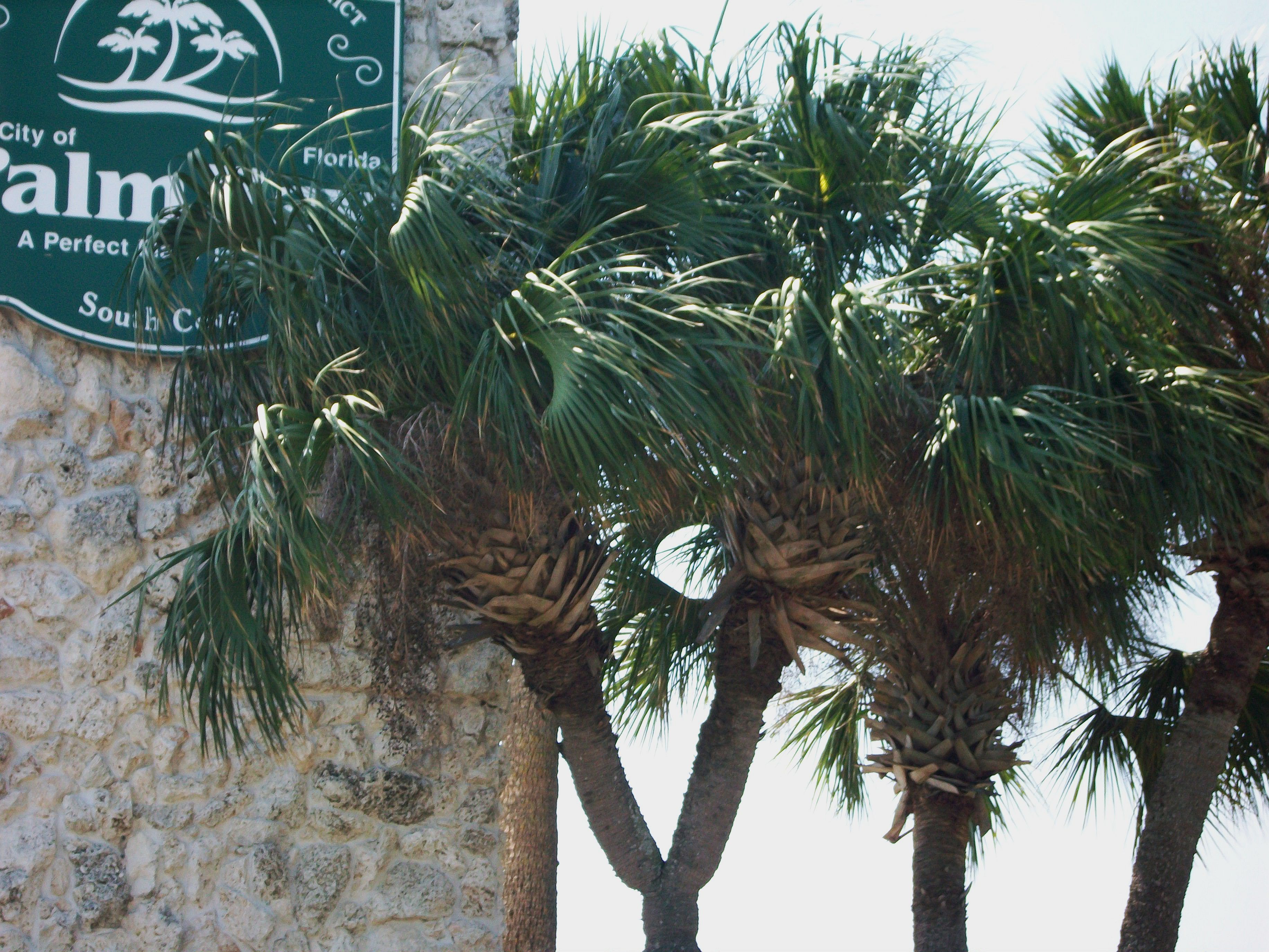 File:Doublesabal100 0407.jpg - Palmpedia - Palm Grower's Guide