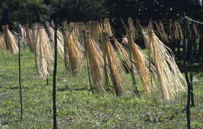 Ravenea lakatra - Palmpedia - Palm Grower's Guide