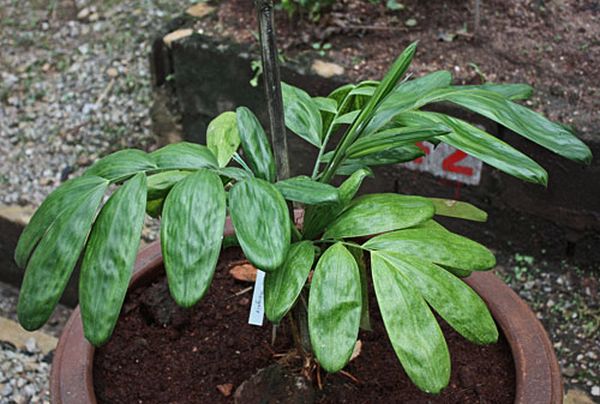 Calamus insignis - Palmpedia - Palm Grower's Guide