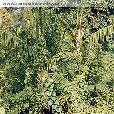 Daemonorops jenkinsiana - Palmpedia - Palm Grower's Guide