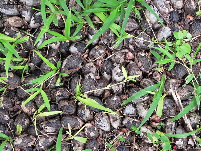 File:GBPIX photo 477258.jpg - Palmpedia - Palm Grower's Guide