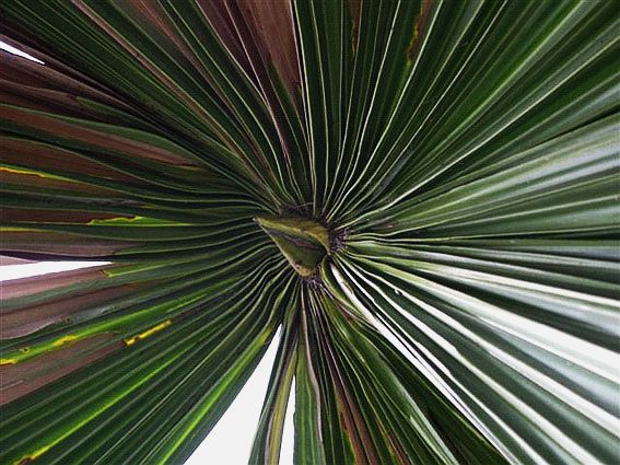 Tahina spectabilis - Palmpedia - Palm Grower's Guide