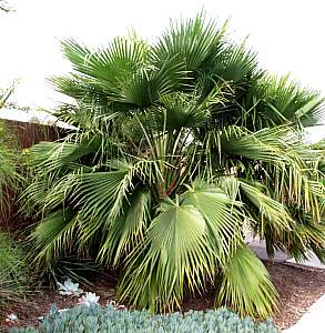 Brahea edulis - Palmpedia - Palm Grower's Guide