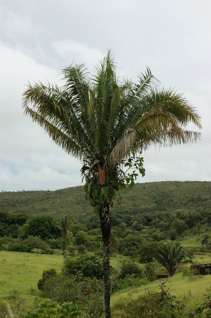 Attalea brasiliensis - Palmpedia - Palm Grower's Guide
