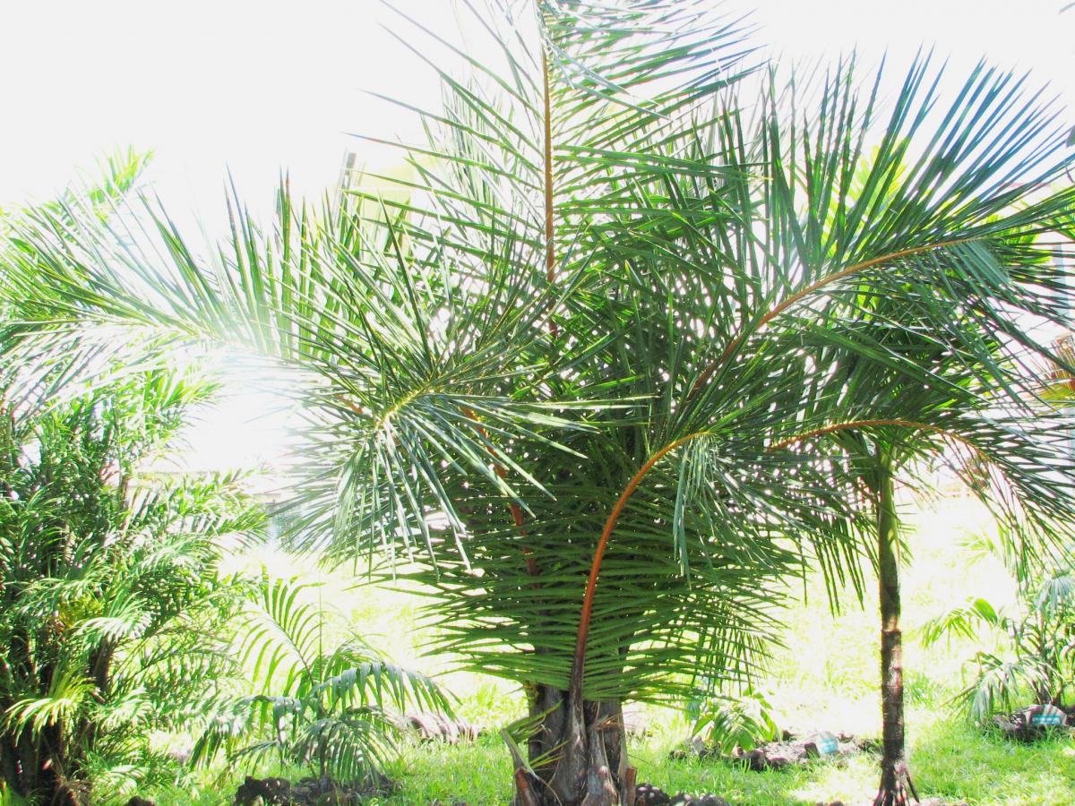 File:Raphia australis HU.jpg - Palmpedia - Palm Grower's Guide
