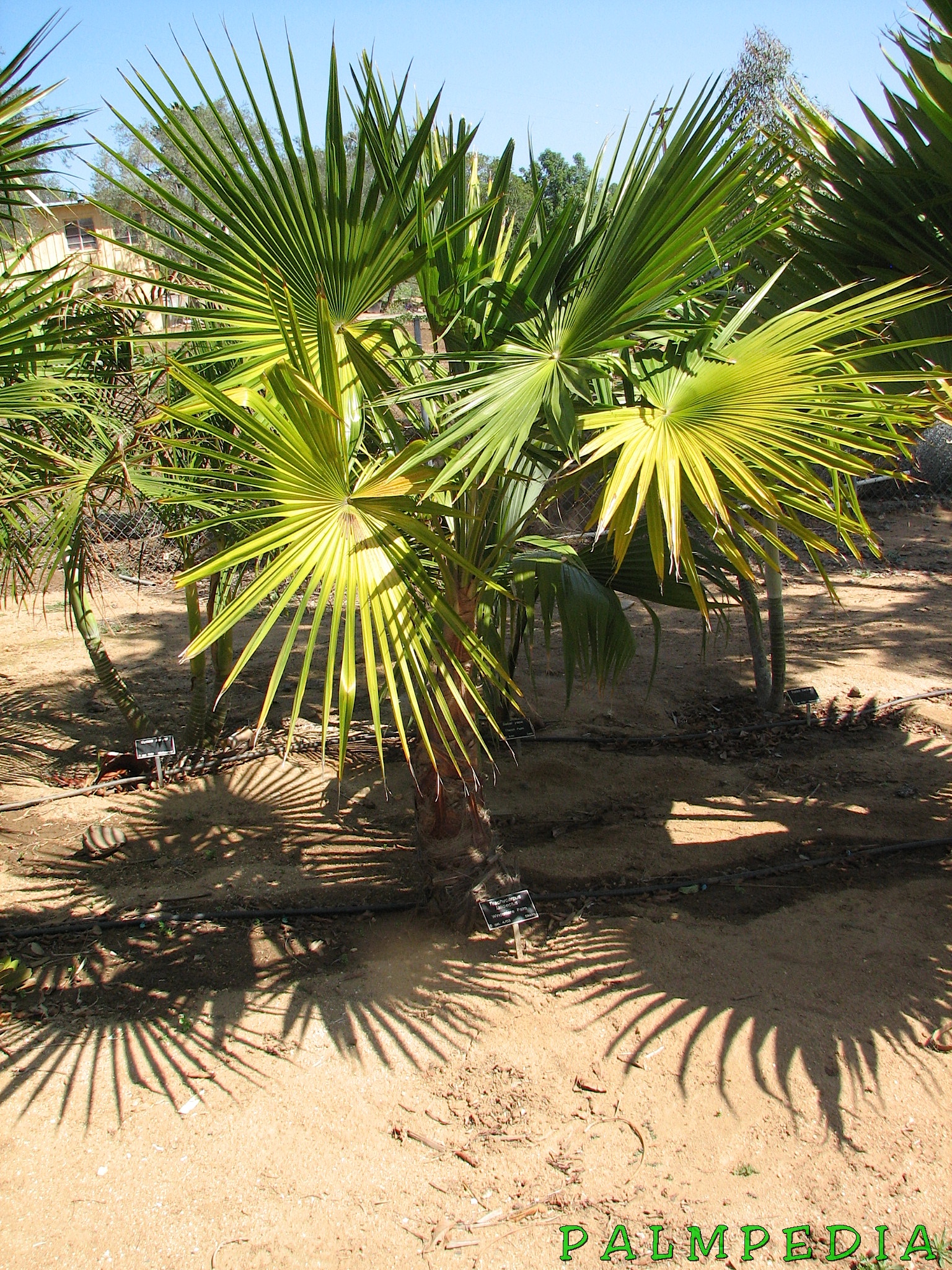 File:Trachycarpus latisectus Wood.jpg - Palmpedia - Palm Grower's Guide