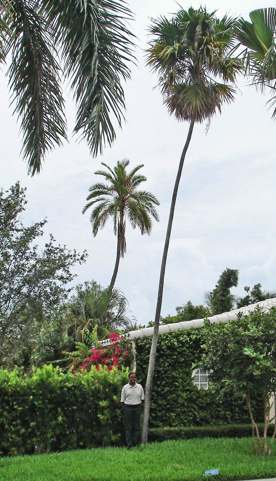 File:Sfl-champion-trees-of-south-florida-pictures-2-001.jpg - Palmpedia ...