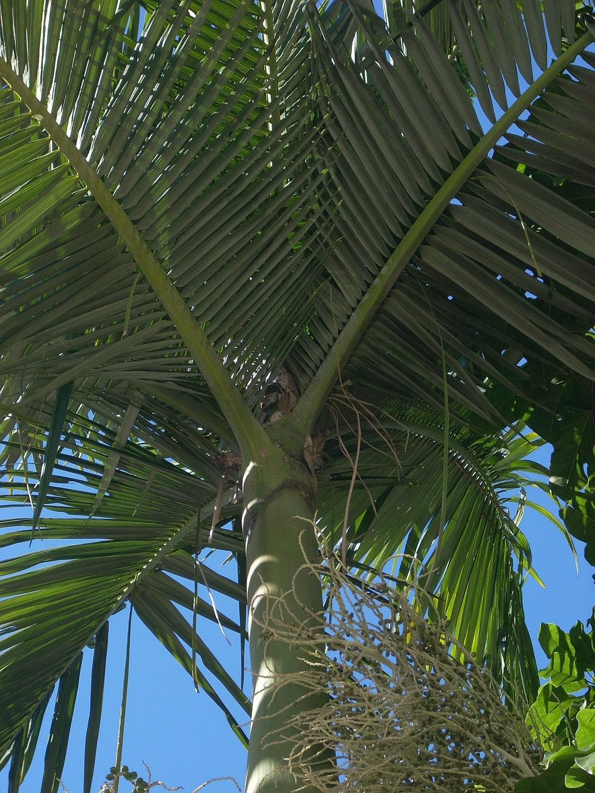 File:AaDSCN8872.jpg - Palmpedia - Palm Grower's Guide