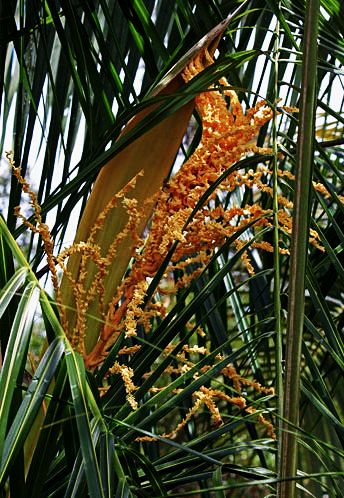 Syagrus ruschiana - Palmpedia - Palm Grower's Guide