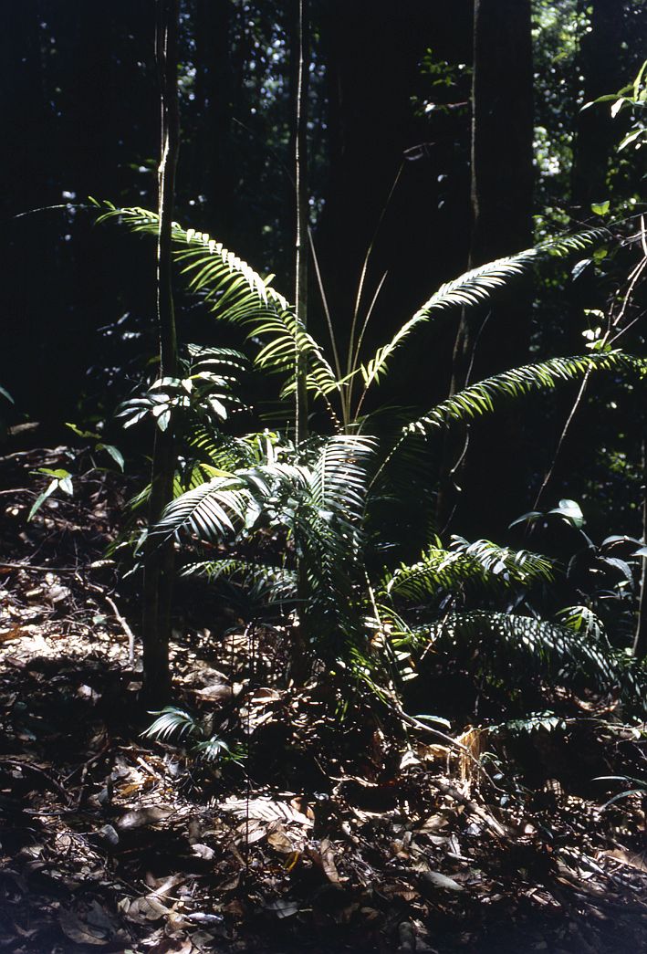 Daemonorops oxycarpa - Palmpedia - Palm Grower's Guide