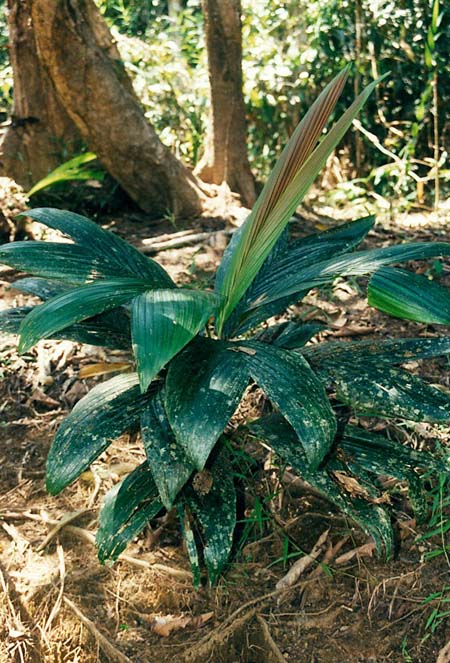Calyptrocalyx pauciflorus - Palmpedia - Palm Grower's Guide